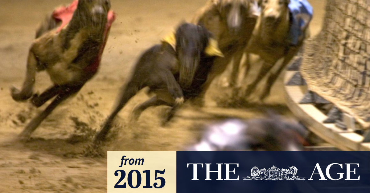 Greyhound trainer under police scrutiny for alleged attack free to race